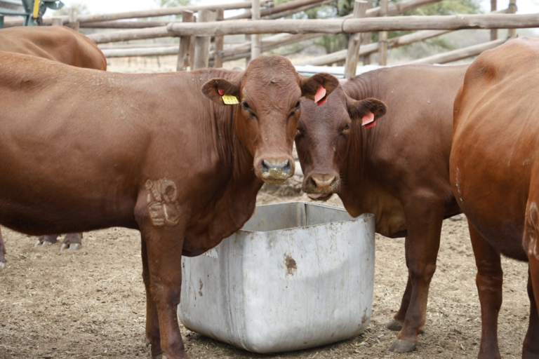 HOME - Sandveld Beef Station (SBS)
